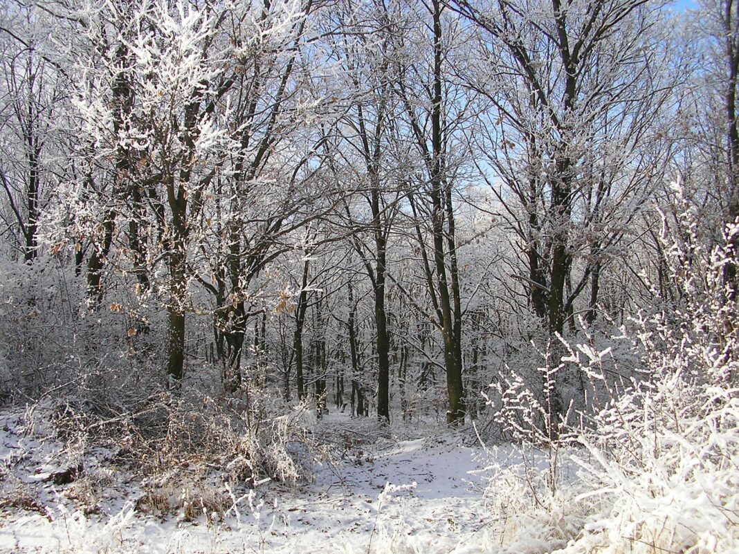 Lansarea procesului de recrutare pentru funcția de director general al ...